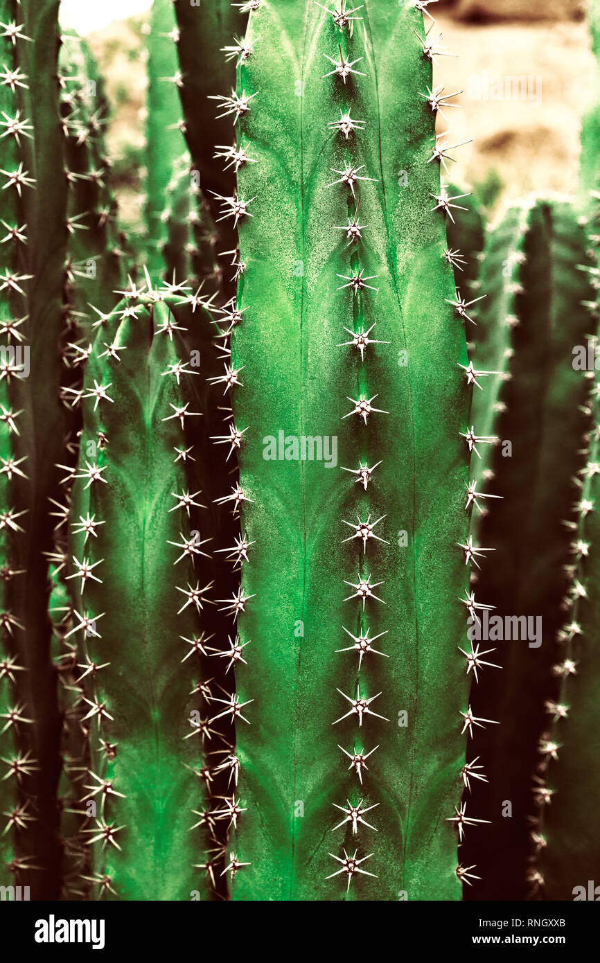 Closeup Of Cactus, Organic Texture And Background For Design Stock ...