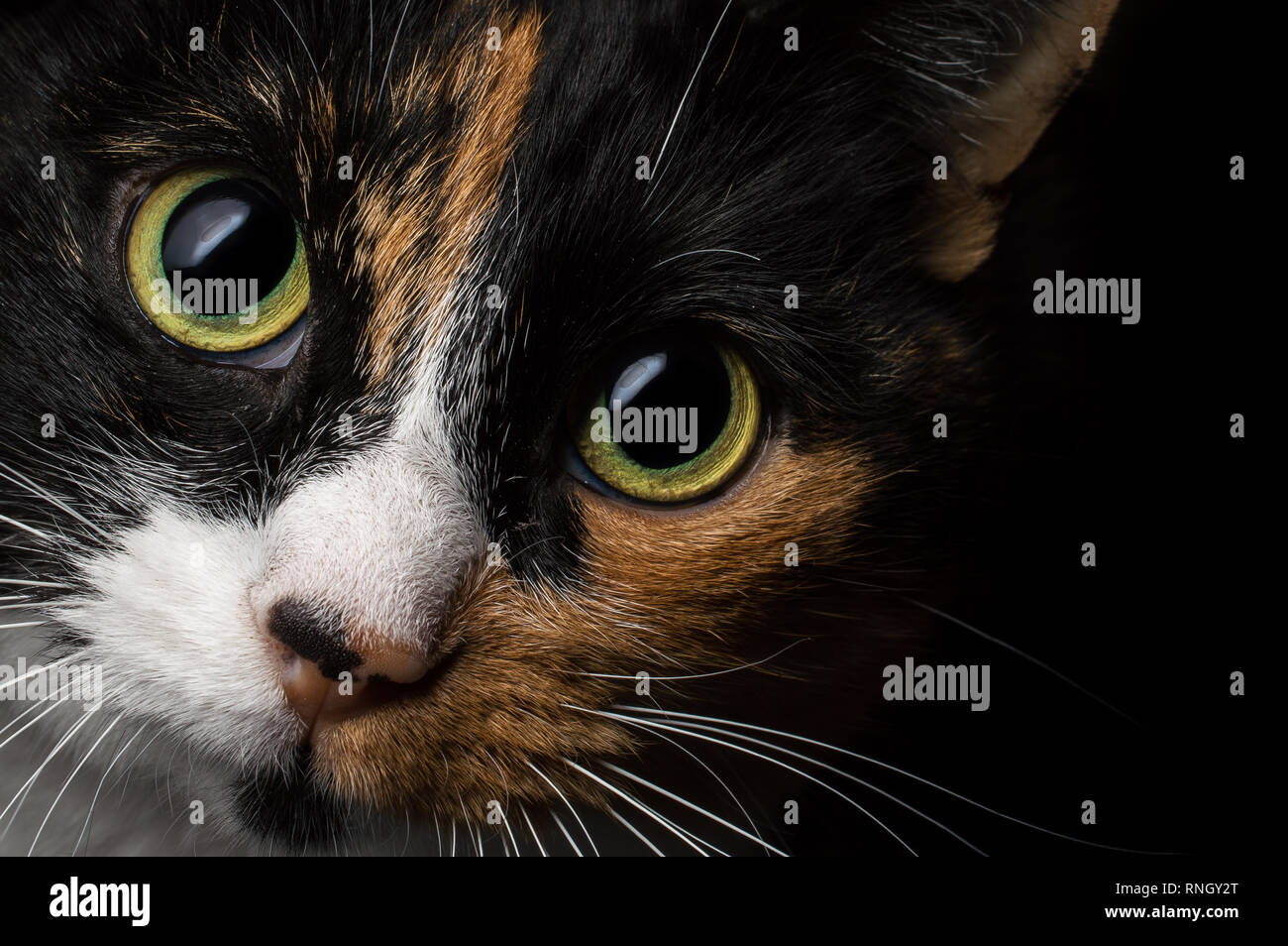 Close up photo of a short hair cat's face Stock Photo - Alamy