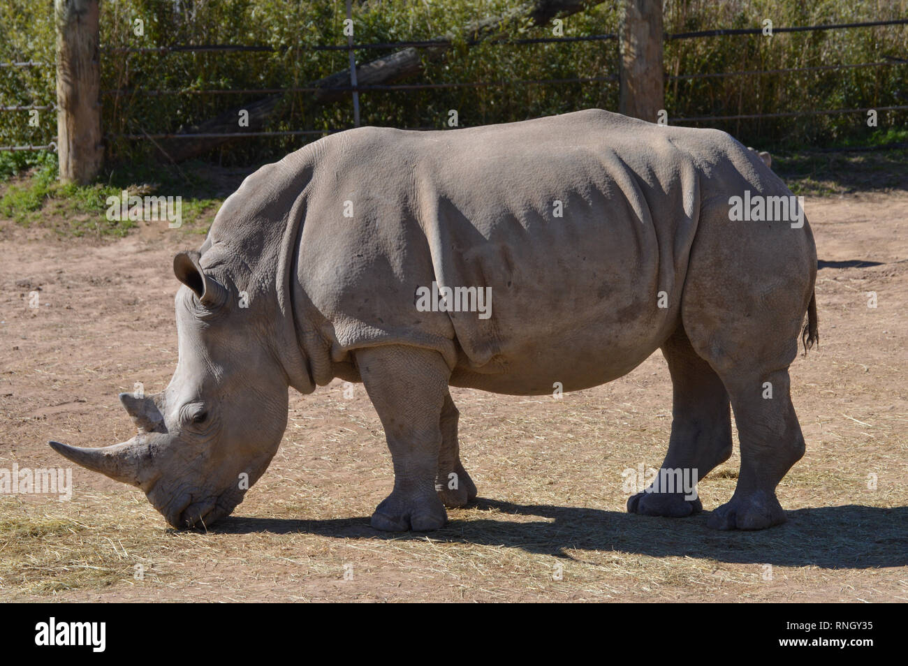 Photograph of a Rhinoceros in captivity Stock Photo - Alamy