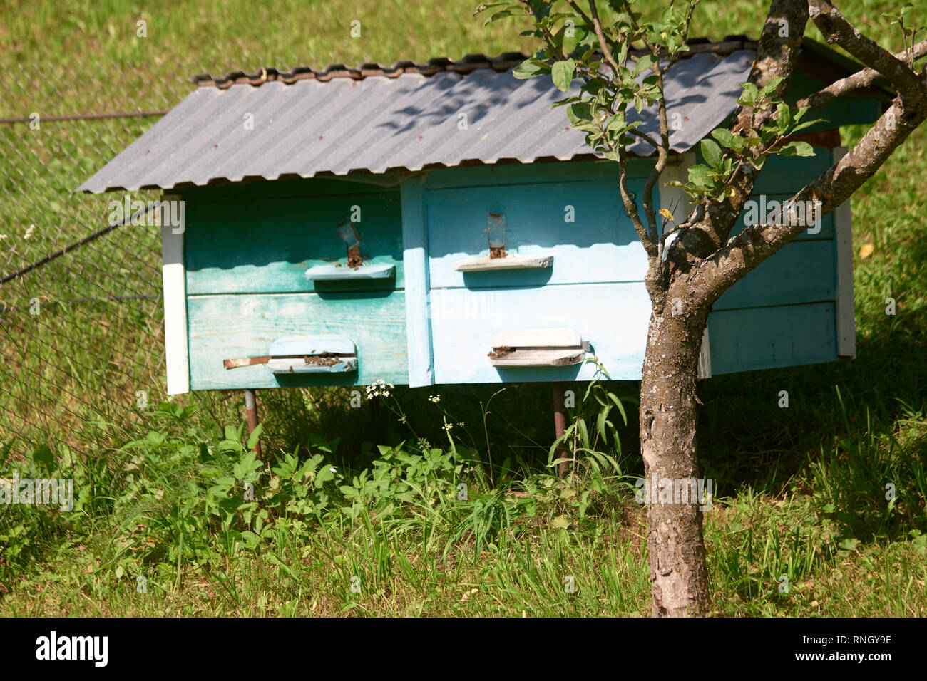 Blue wooden beehive in the grass at garden. Old vintage beehive on ...