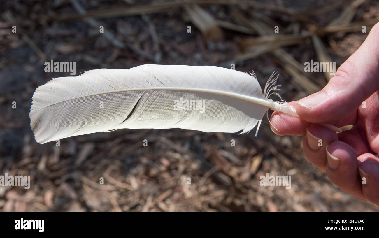 Human hand holding one white feather with a hint of pale yellow at ...