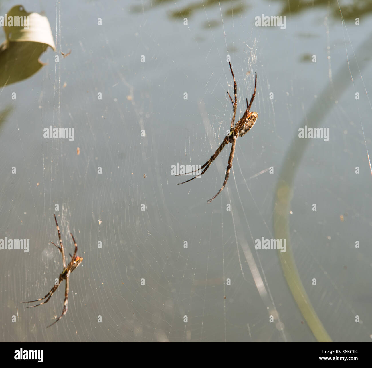St. Andrew's Cross Spider in web at the Howard Springs Nature Park in ...