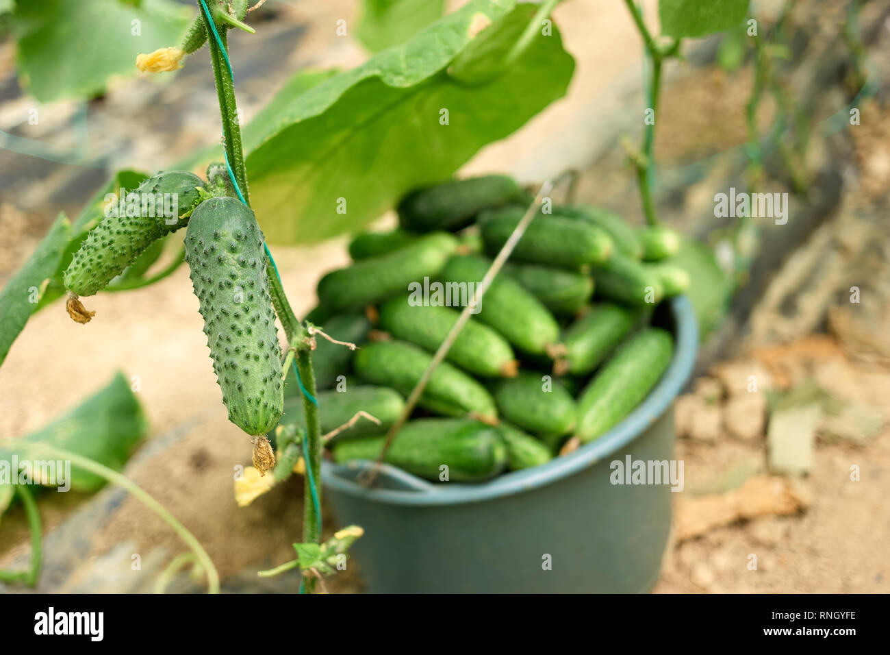 Cucumber growing in garden. Blurred image of bucket with freshly ...