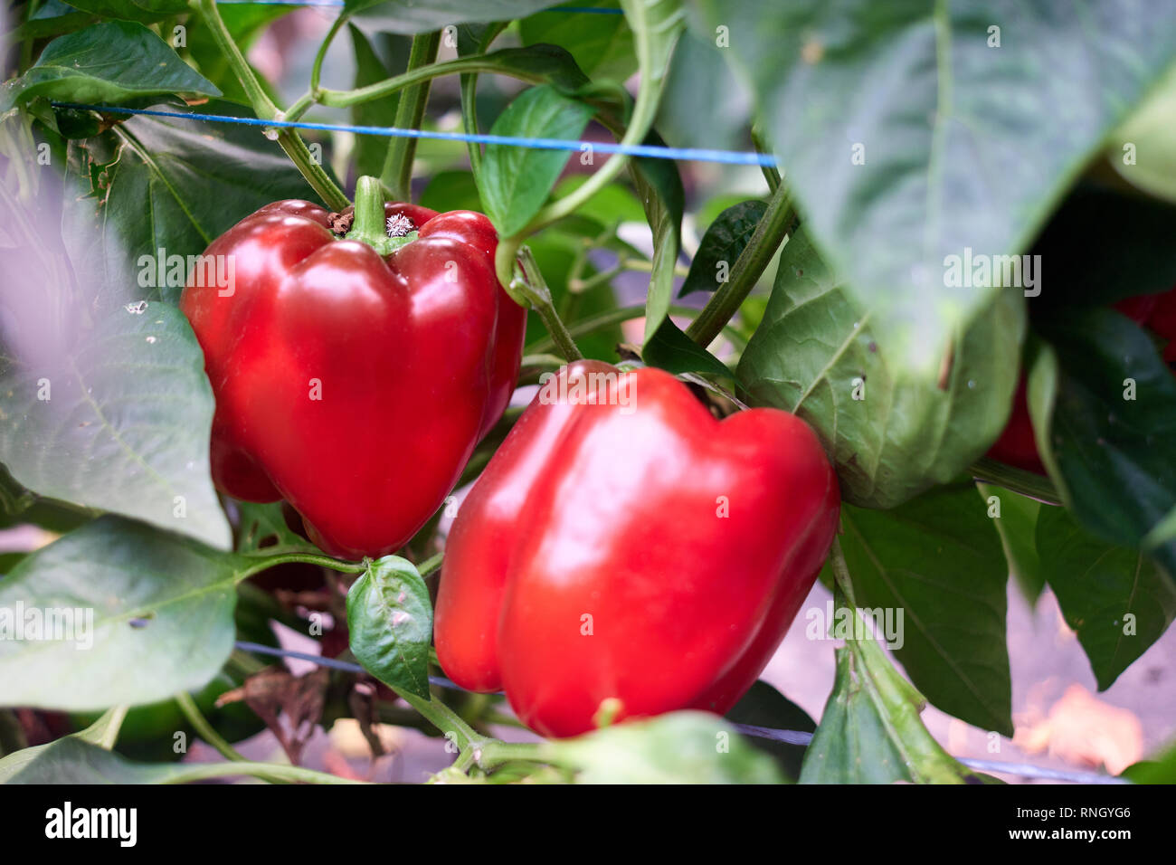 Sweet red peppers growing in a garden. Two big red bell peppers ready ...
