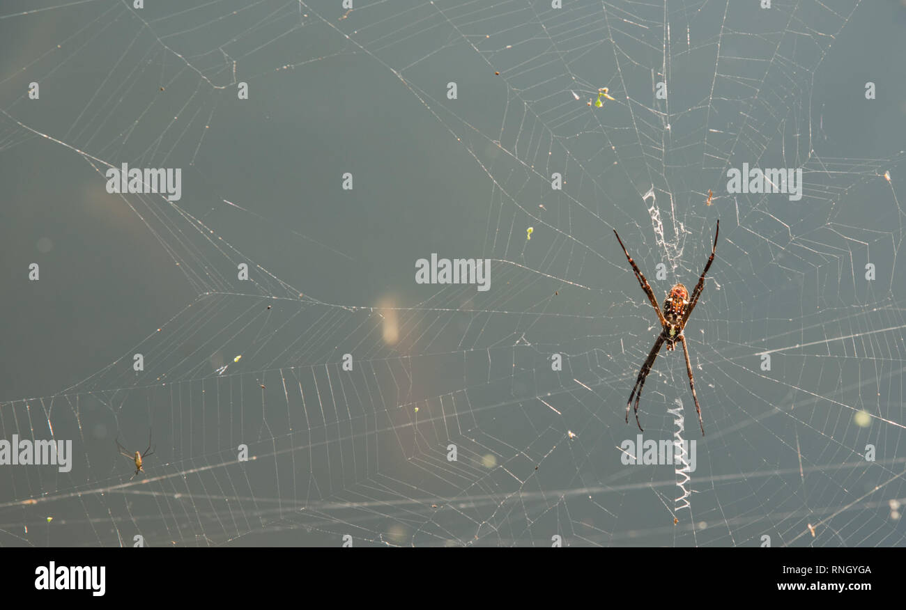 St. Andrew's Cross Spider in web at the Howard Springs Nature Park in ...