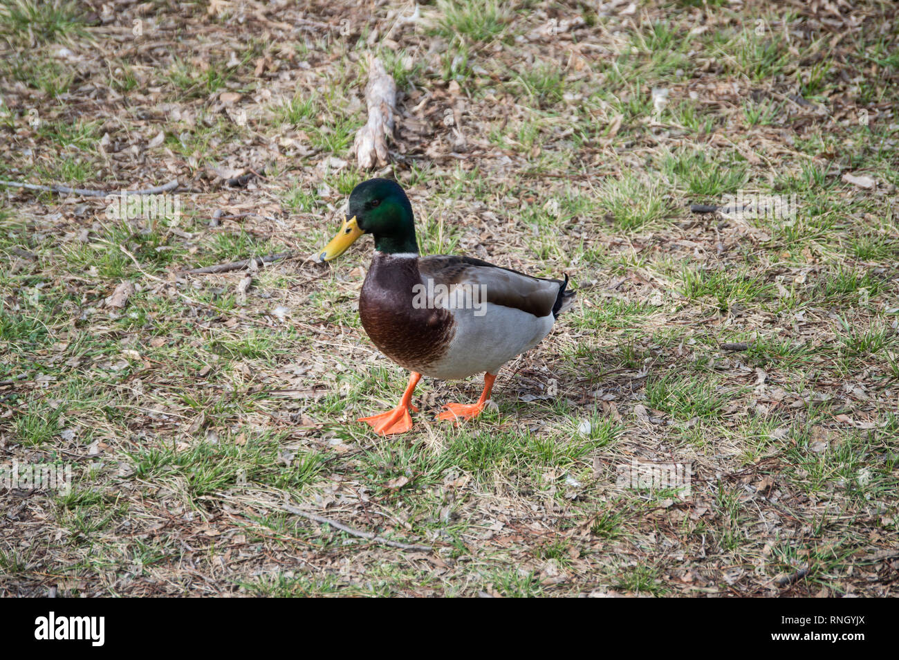 Mallard duck walking hi-res stock photography and images - Alamy