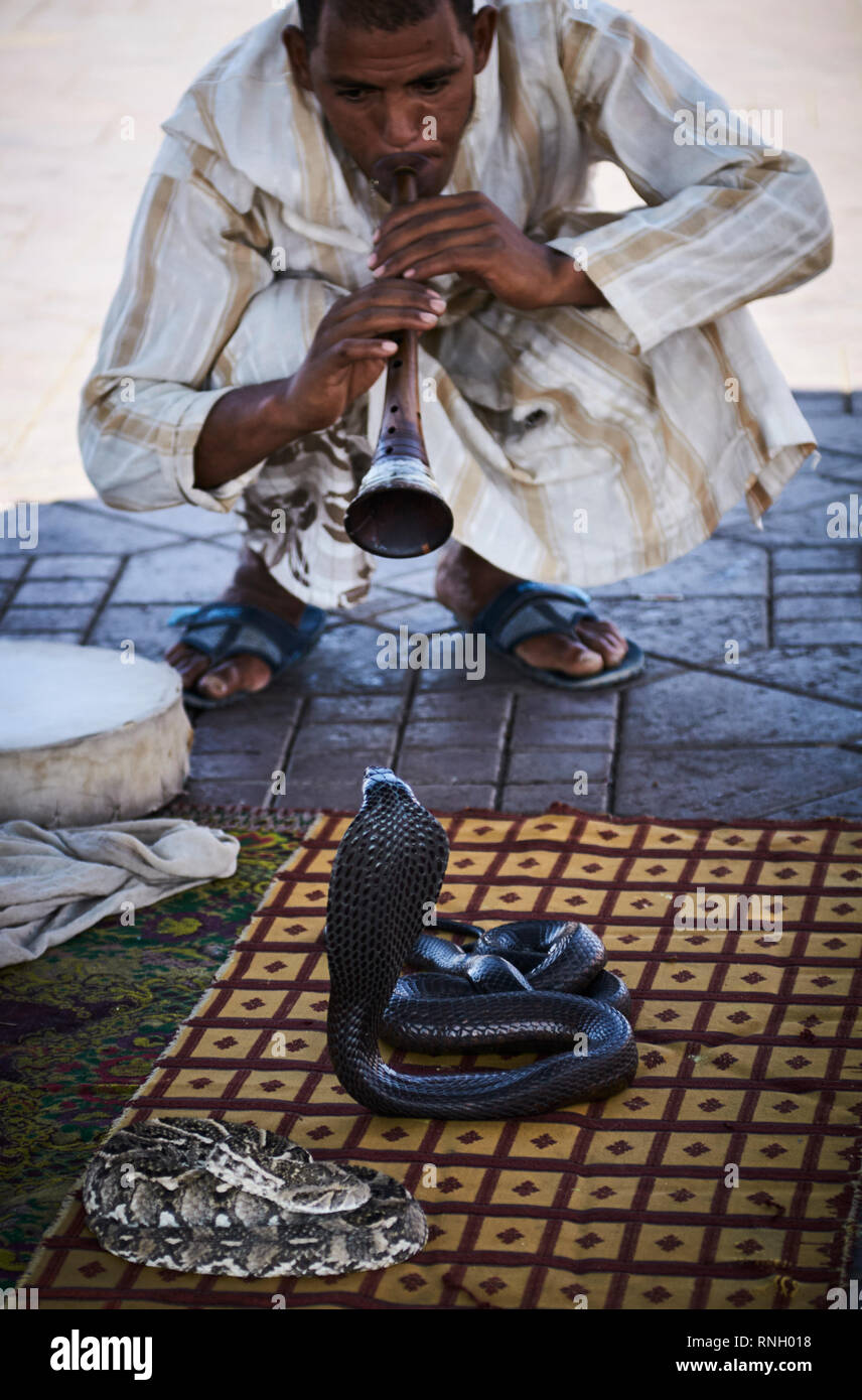 Egyptian cobra snake hi-res stock photography and images - Alamy