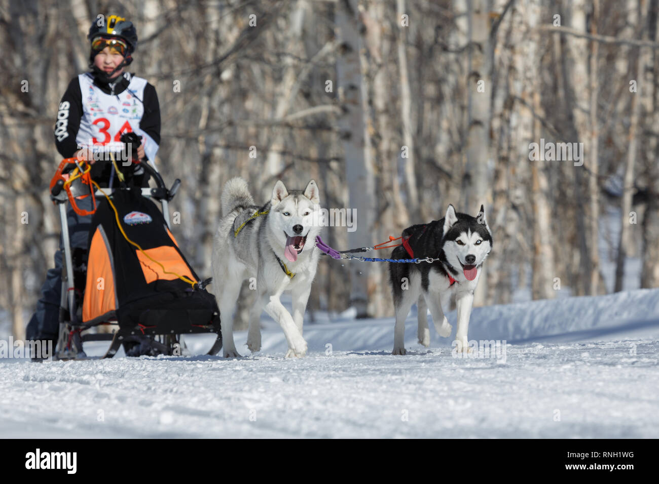 Kamchatka Kids Competitions Sled Dog Race Dyulin (Beringia). Running ...