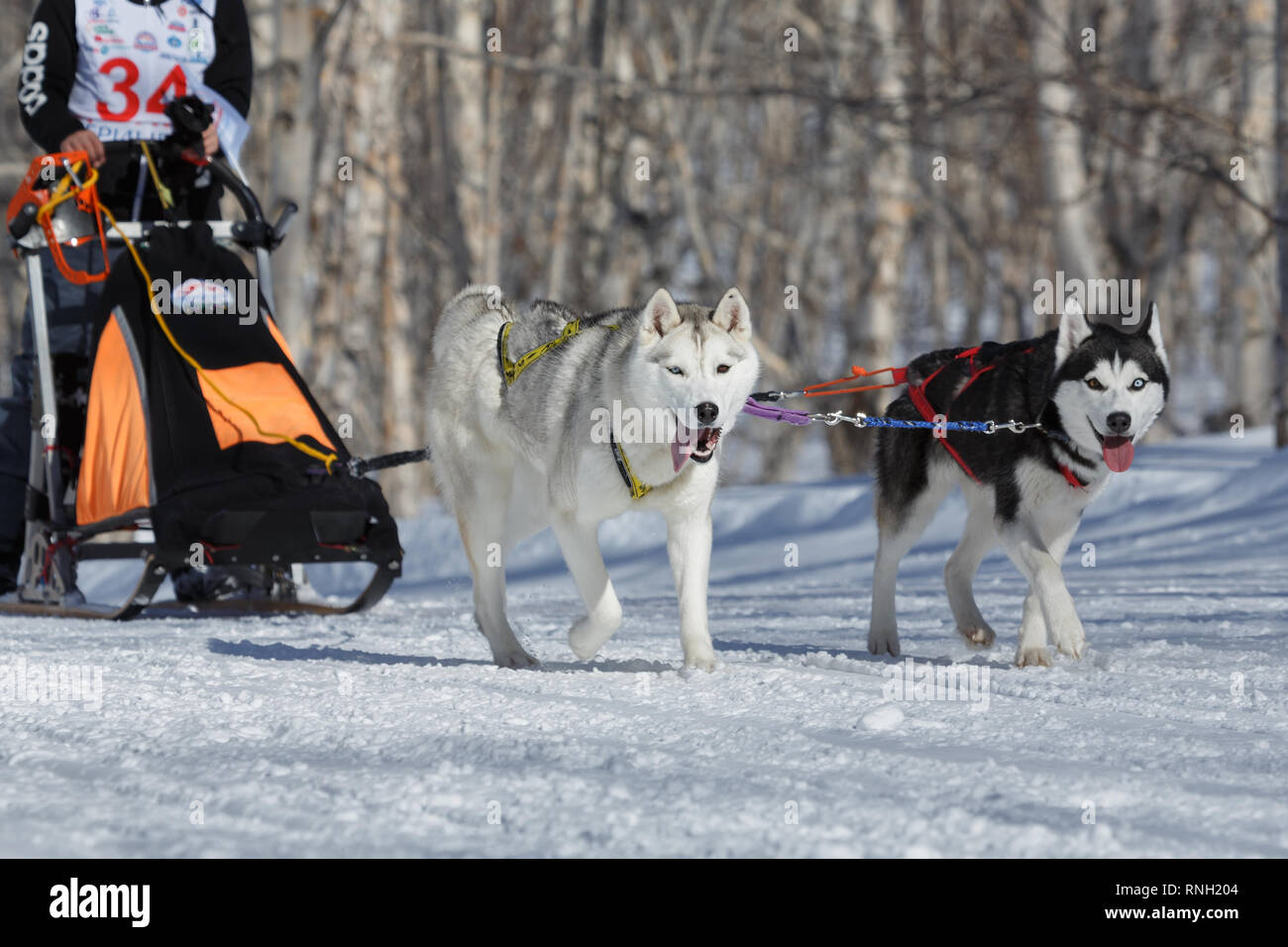 Kamchatka Kids Competitions Sled Dog Race Dyulin (Beringia). Running ...