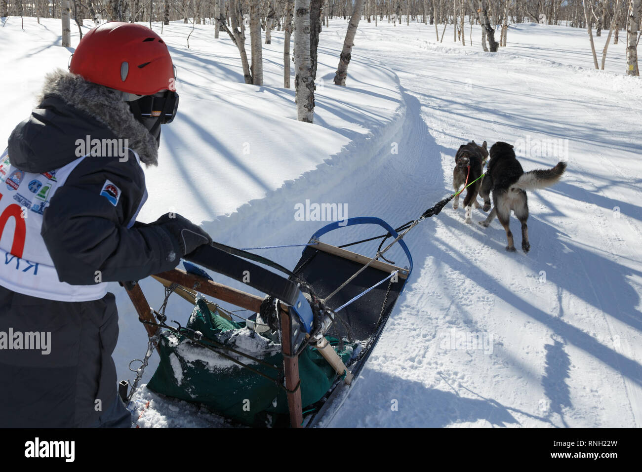 Kamchatka Kids Competitions Sled Dog Race Dyulin (Beringia). Running ...