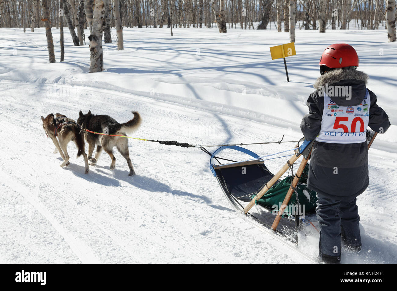 Kamchatka Kids Competitions Sled Dog Race Dyulin Beringia. Running dog ...