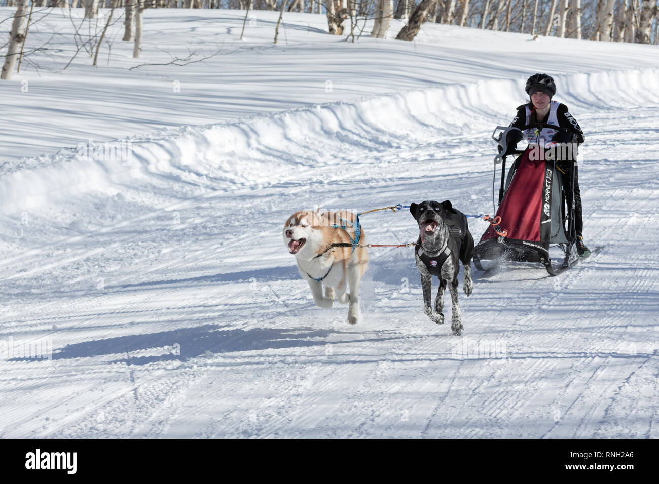 Girl musher drives dog sledding race along winter track in forest ...