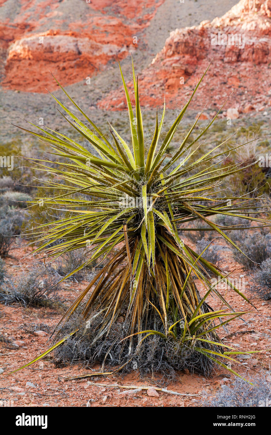 Yucca plant with red mountain as a background at Red Rock Canyon ...