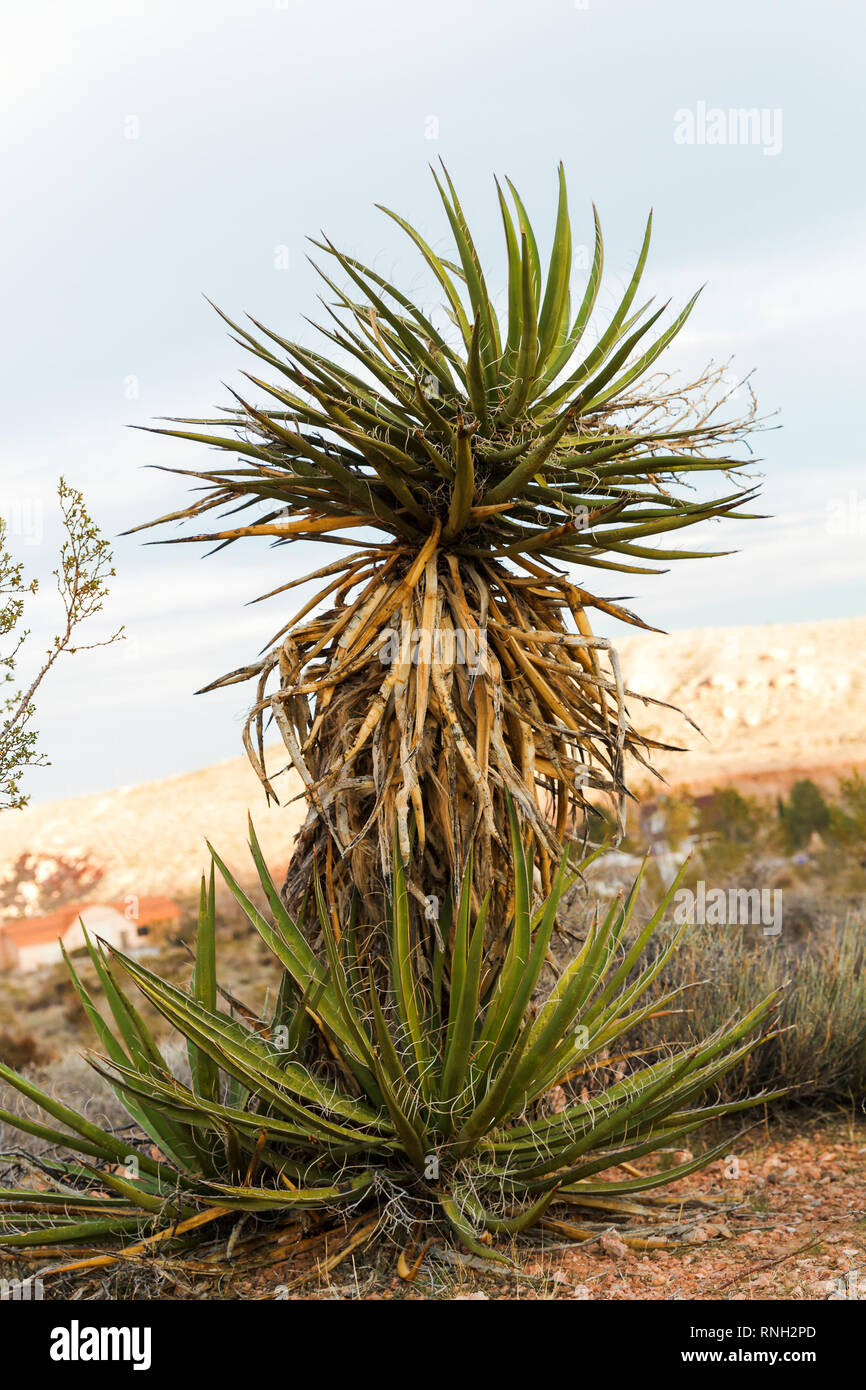 Desert Yucca Plants