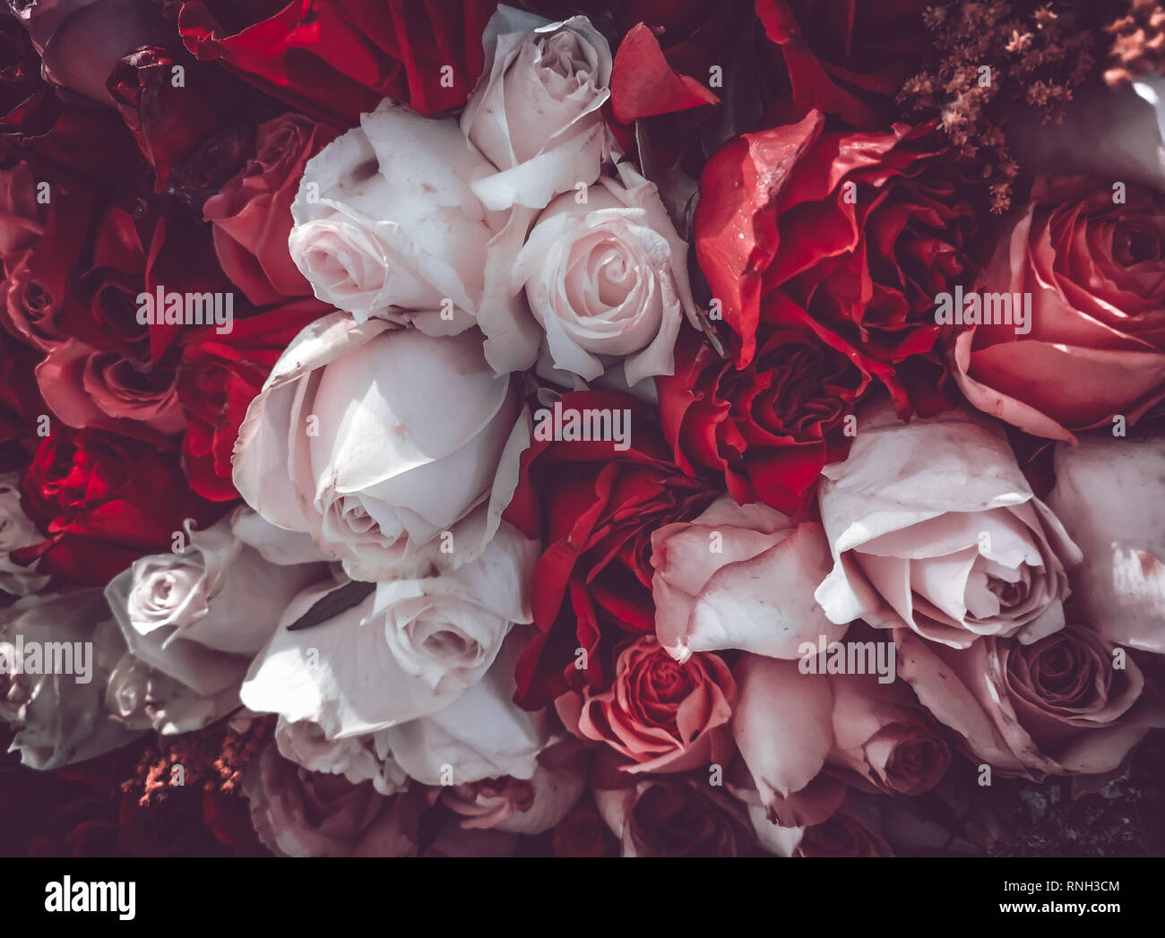 flowers wall background with amazing roses, vintage style Stock Photo ...