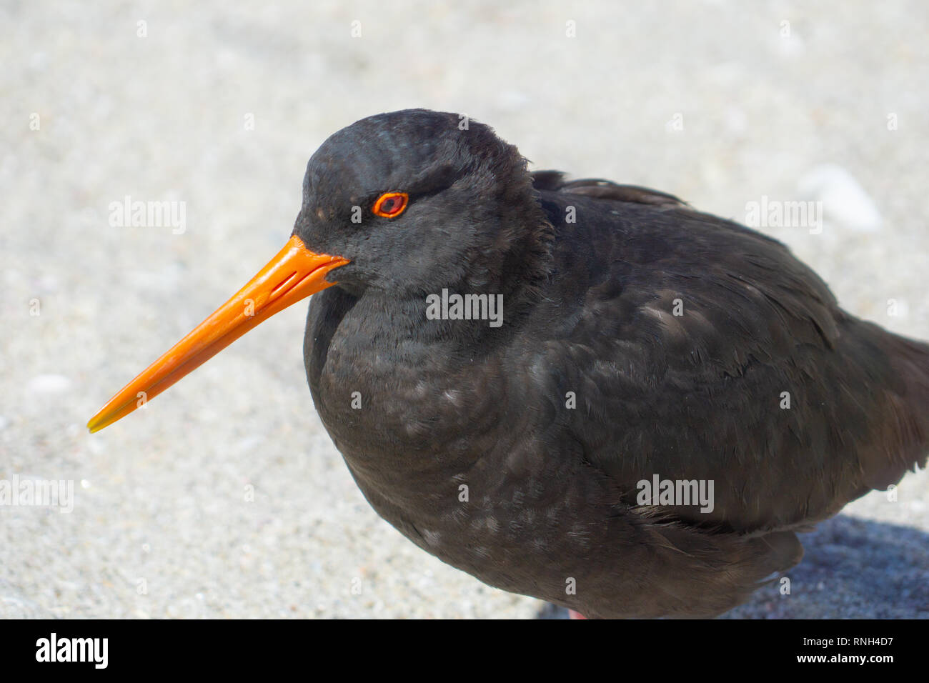 Bright red bill hi-res stock photography and images - Alamy