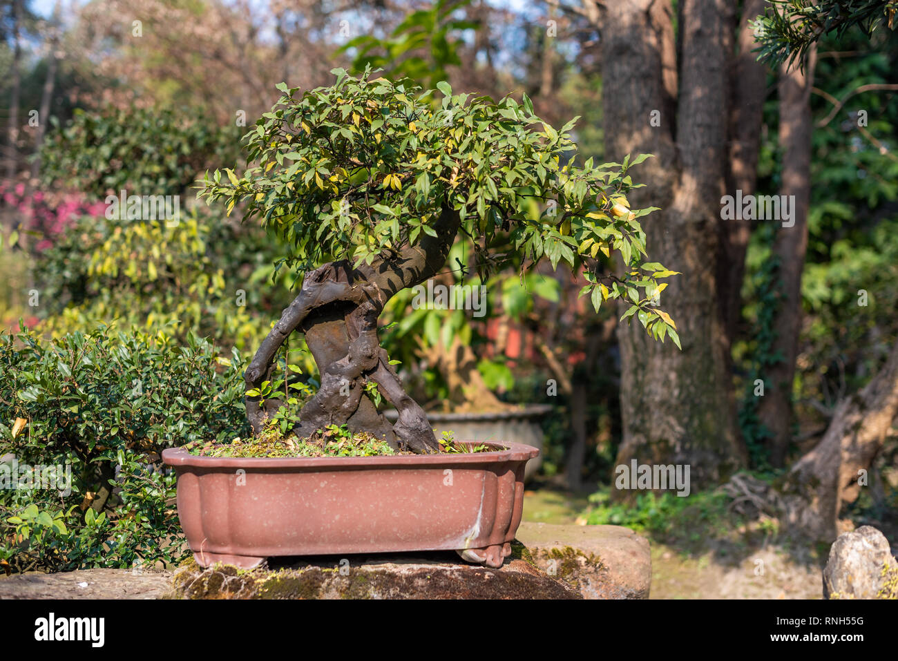 Bonsai tree in a pot in WangJiangLou public park, Chengdu, China Stock ...