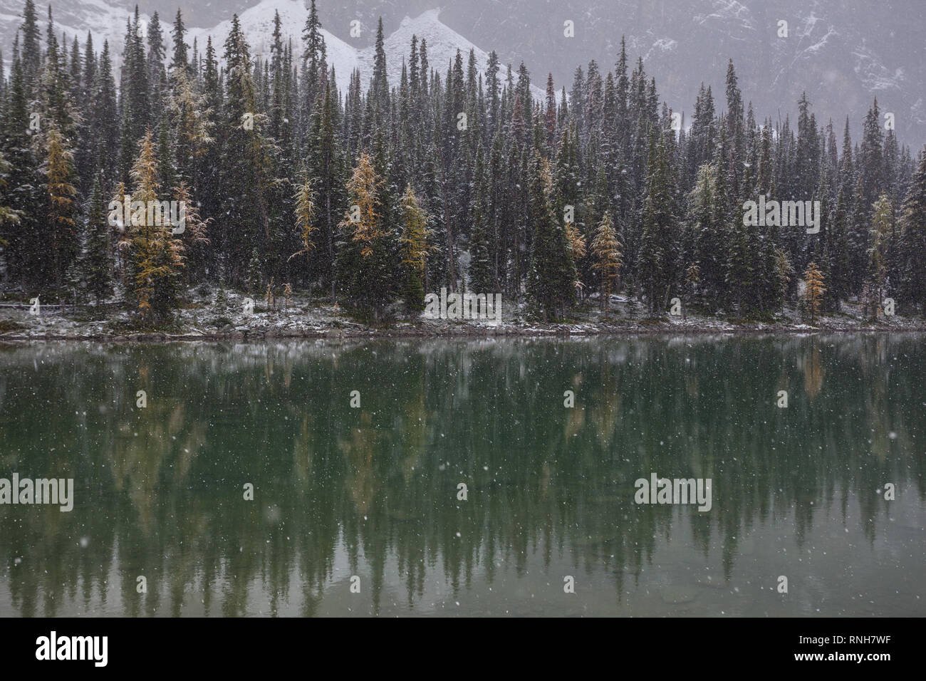 Taylor Lake, Banff National Park, Alberta, Canada Stock Photo - Alamy