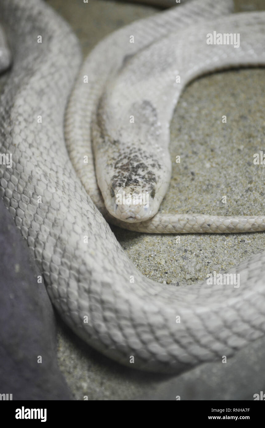 The albino snake Stock Photo - Alamy
