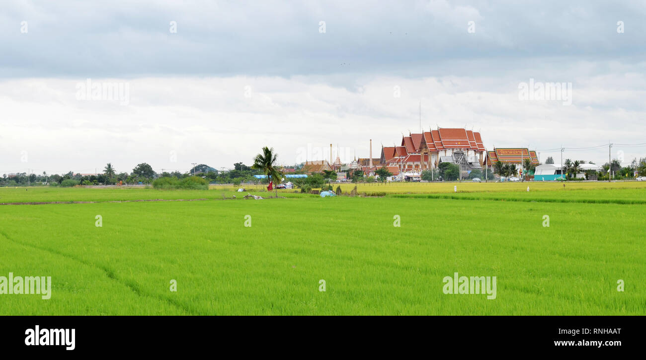 Paddy Rice Fields Stock Photo - Alamy