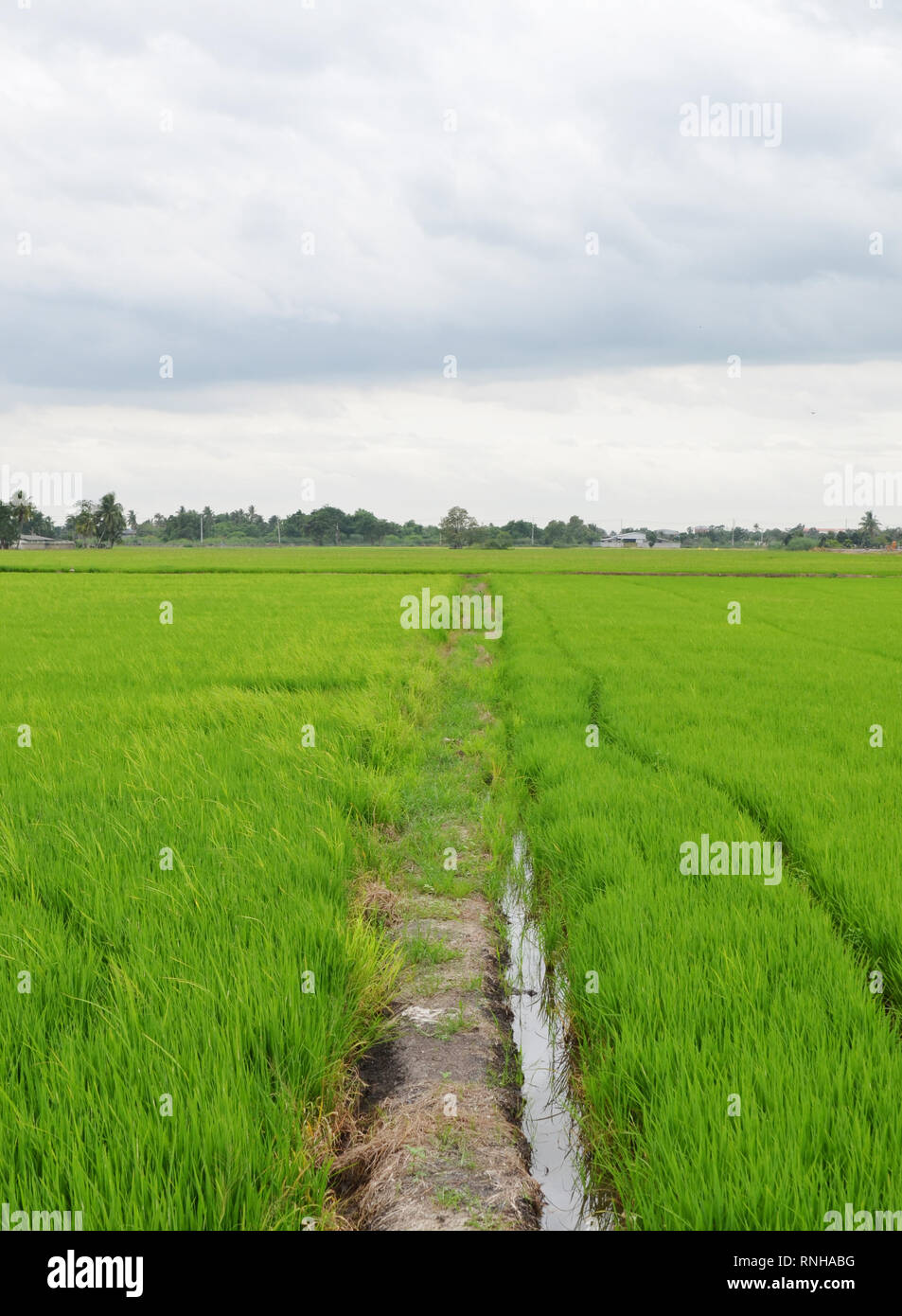 Paddy Rice Fields Stock Photo - Alamy