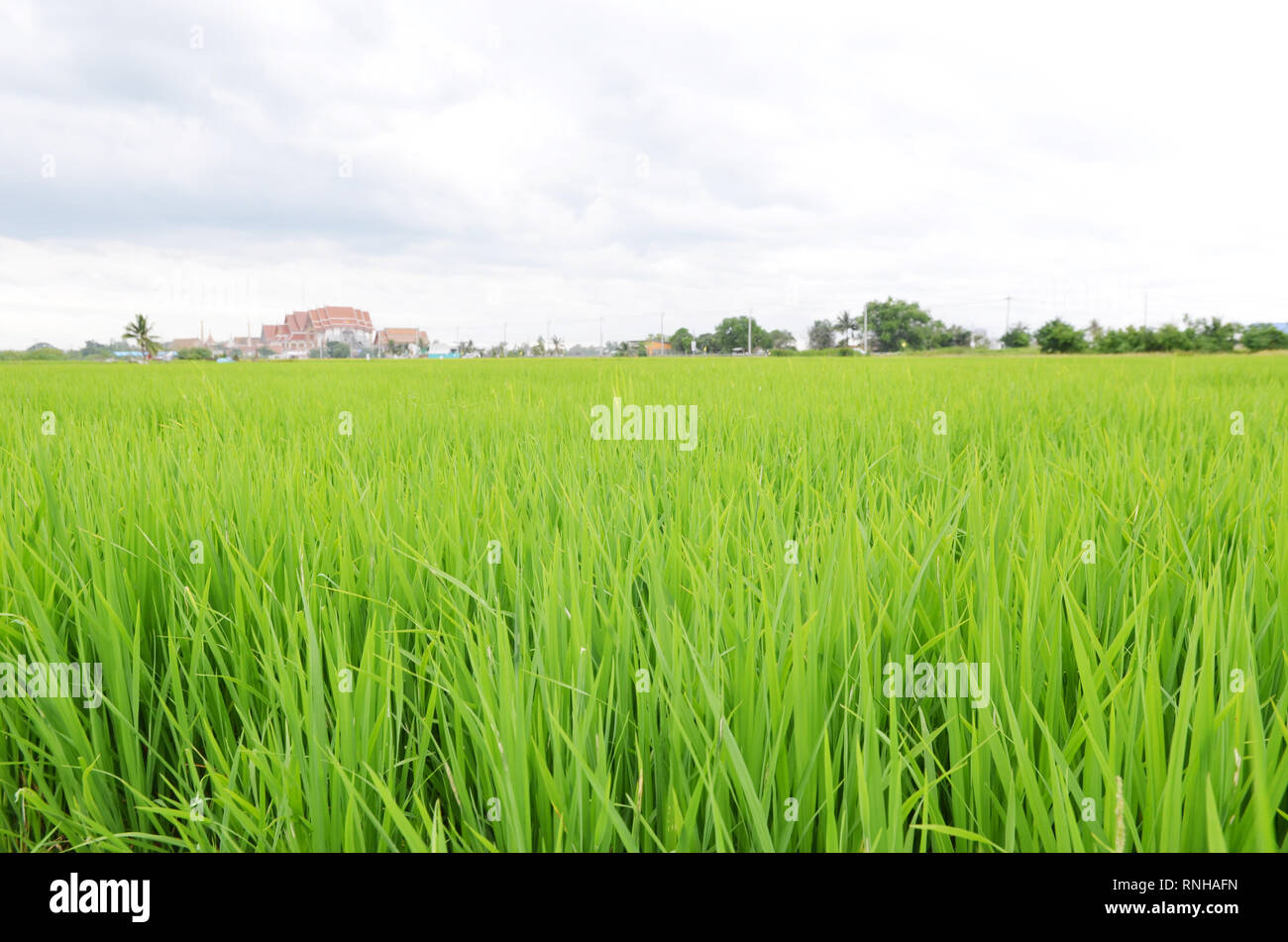 rice field background Stock Photo - Alamy