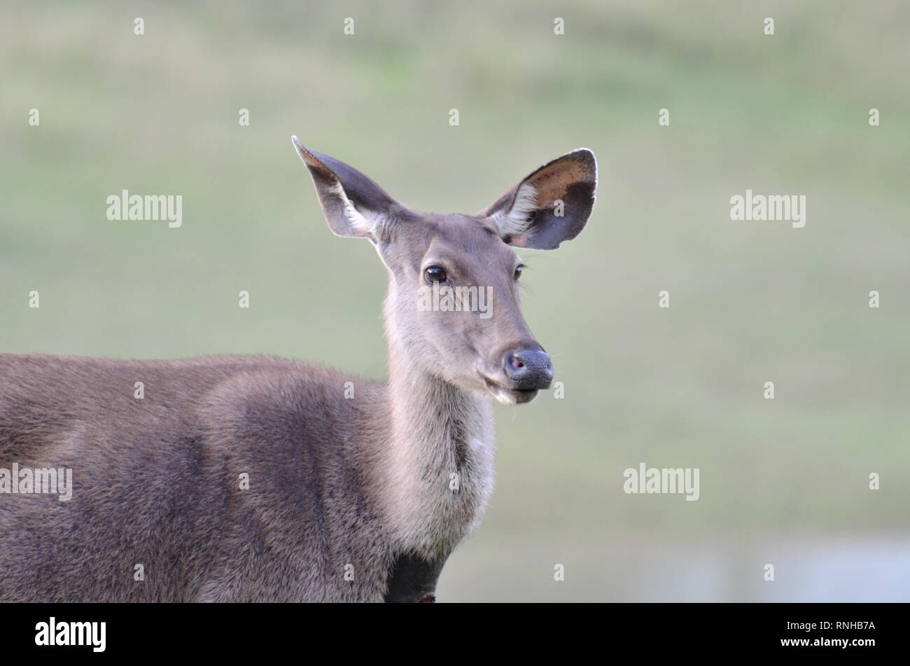 The Sambar is a large deer native to southern and southeast Asia Stock ...