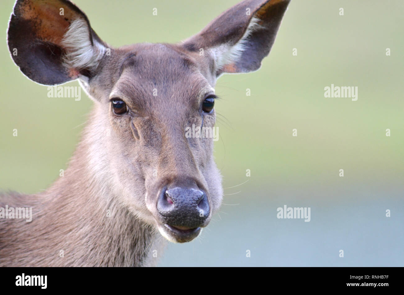 The Sambar is a large deer native to southern and southeast Asia Stock ...