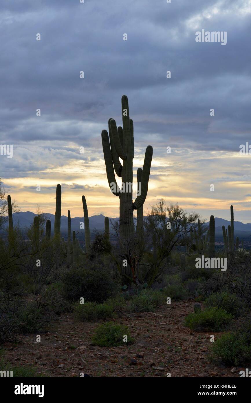 Desert Sunset from Saguaro National Park in Tucson, AZ Stock Photo - Alamy
