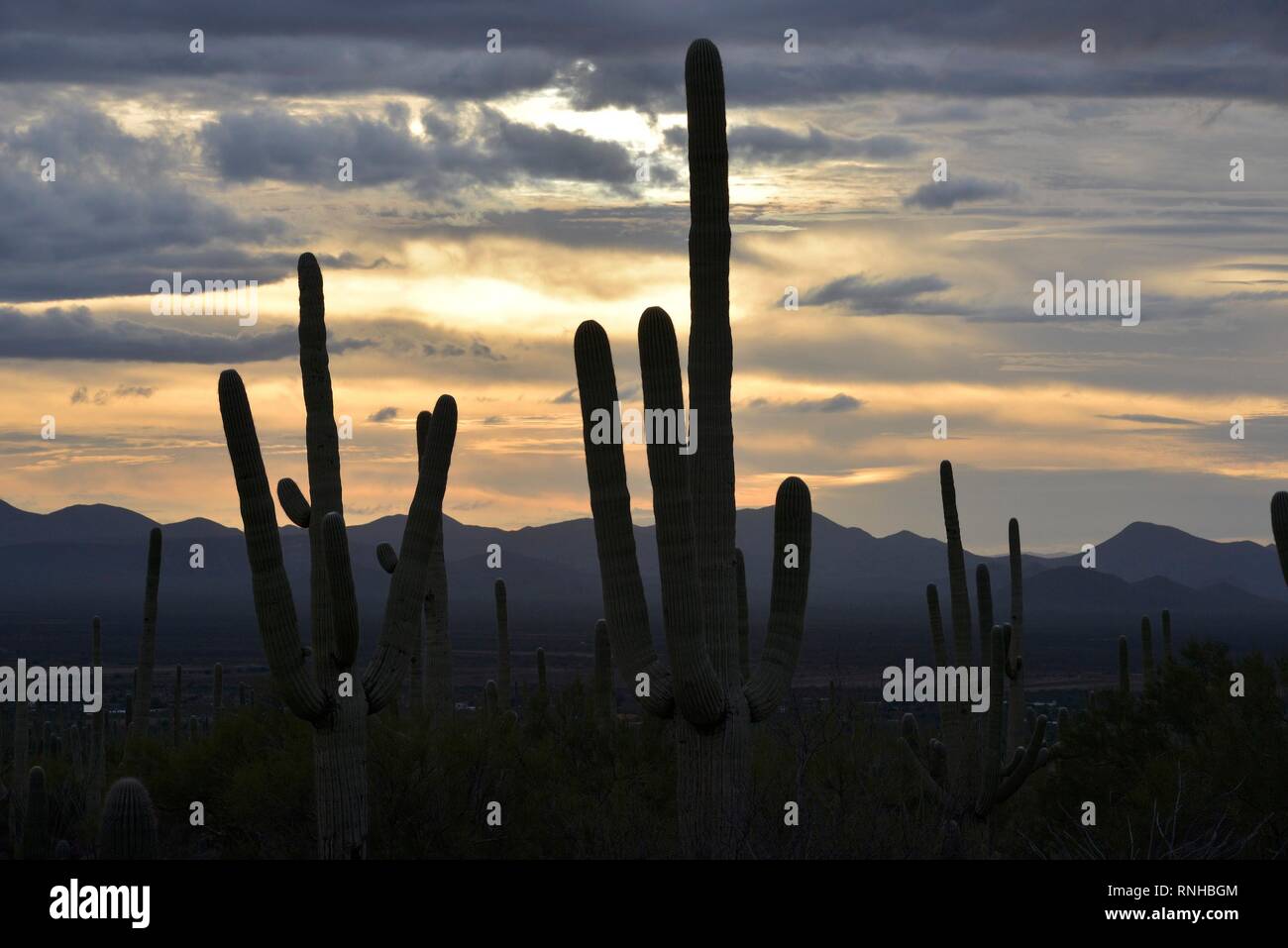 Desert Sunset from Saguaro National Park in Tucson, AZ Stock Photo - Alamy