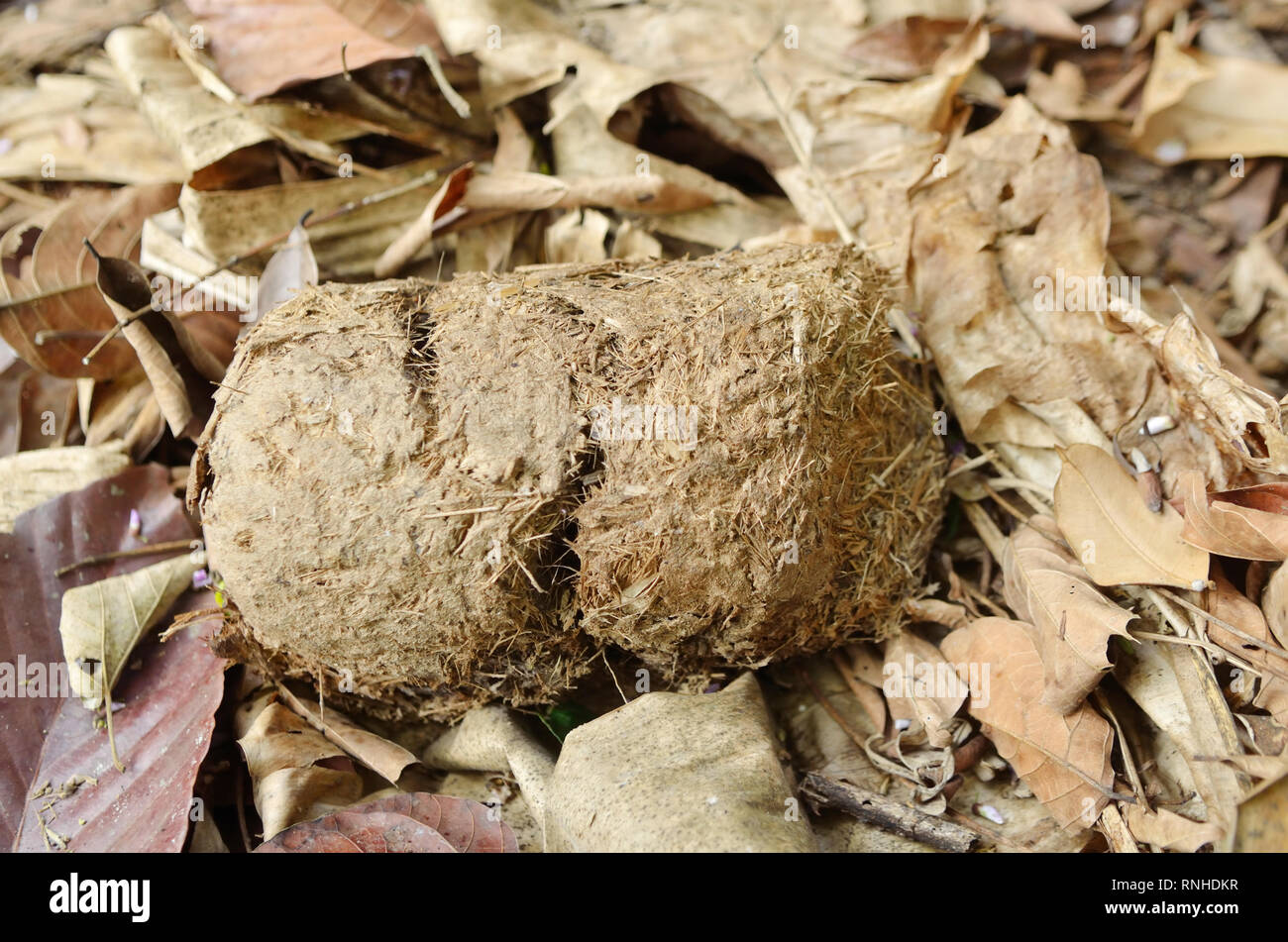 Elephant Dung on a path in Khao Yai National Park, Thailand Stock Photo ...