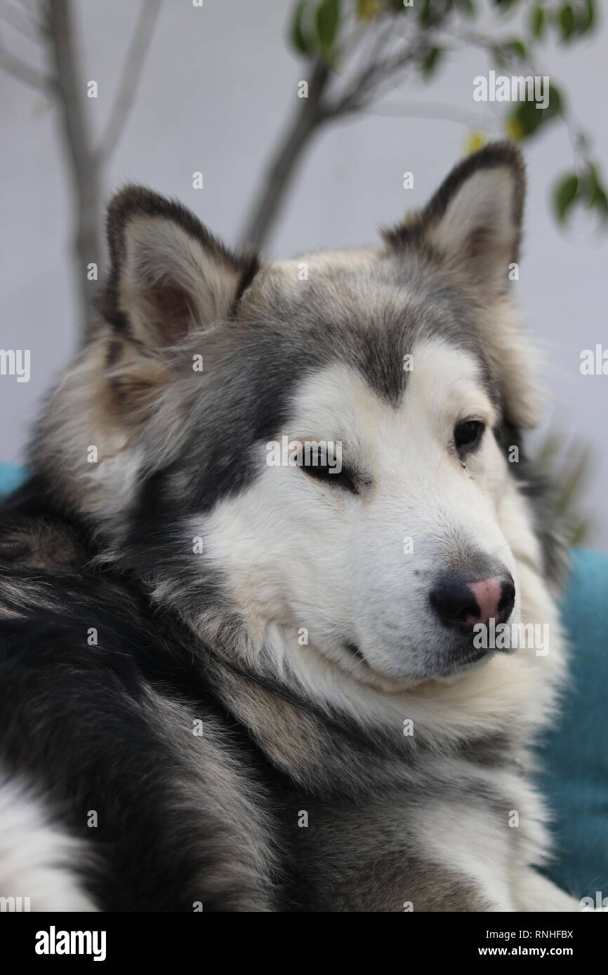 Alaskan dog hi-res stock photography and images - Alamy