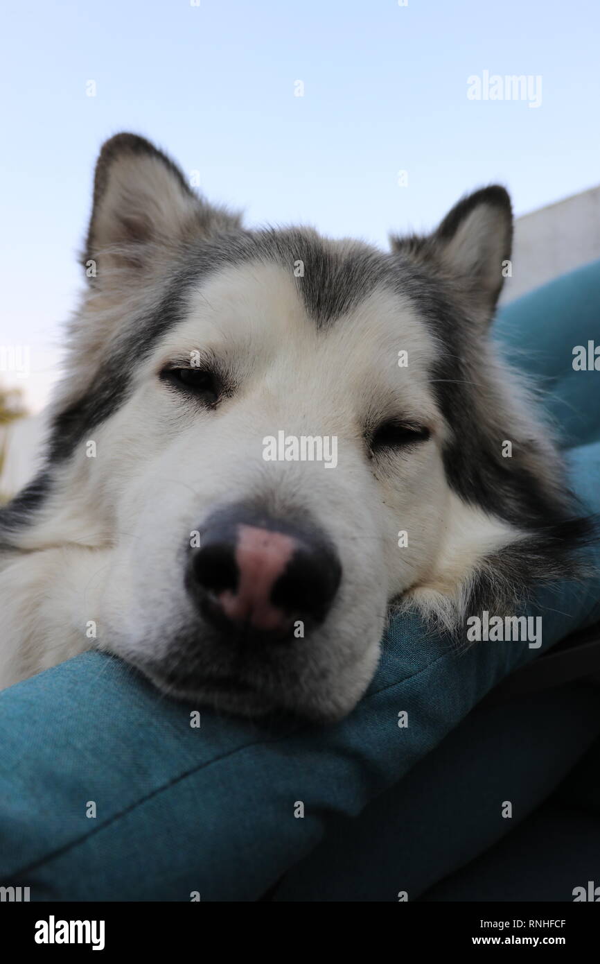 Beautiful malamute dog hi-res stock photography and images - Alamy