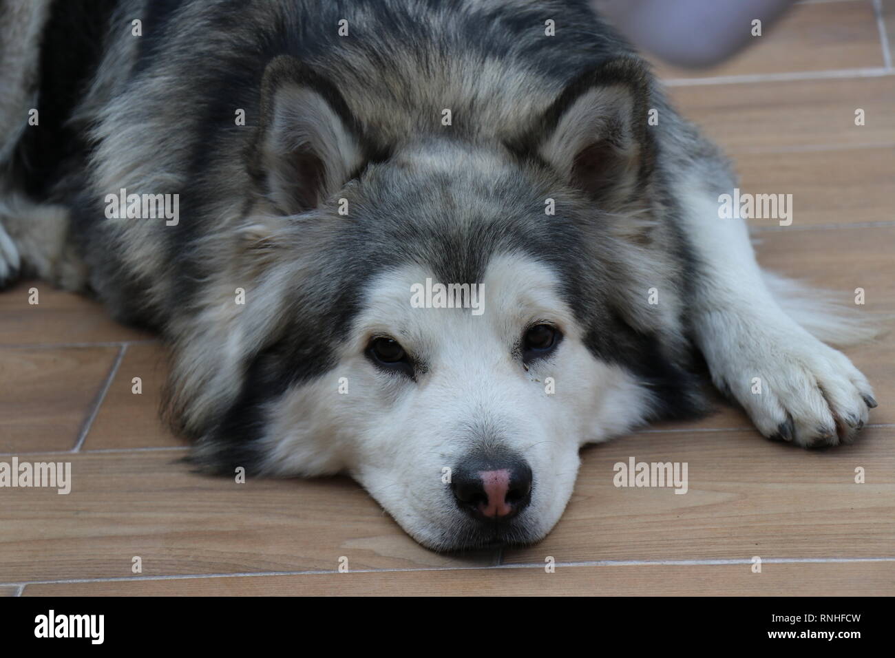 Beautiful Malamute Dog High Resolution Stock Photography and Images - Alamy