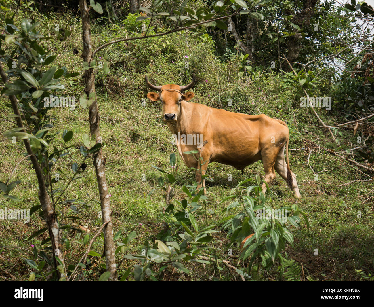Strong as an ox hi-res stock photography and images - Alamy
