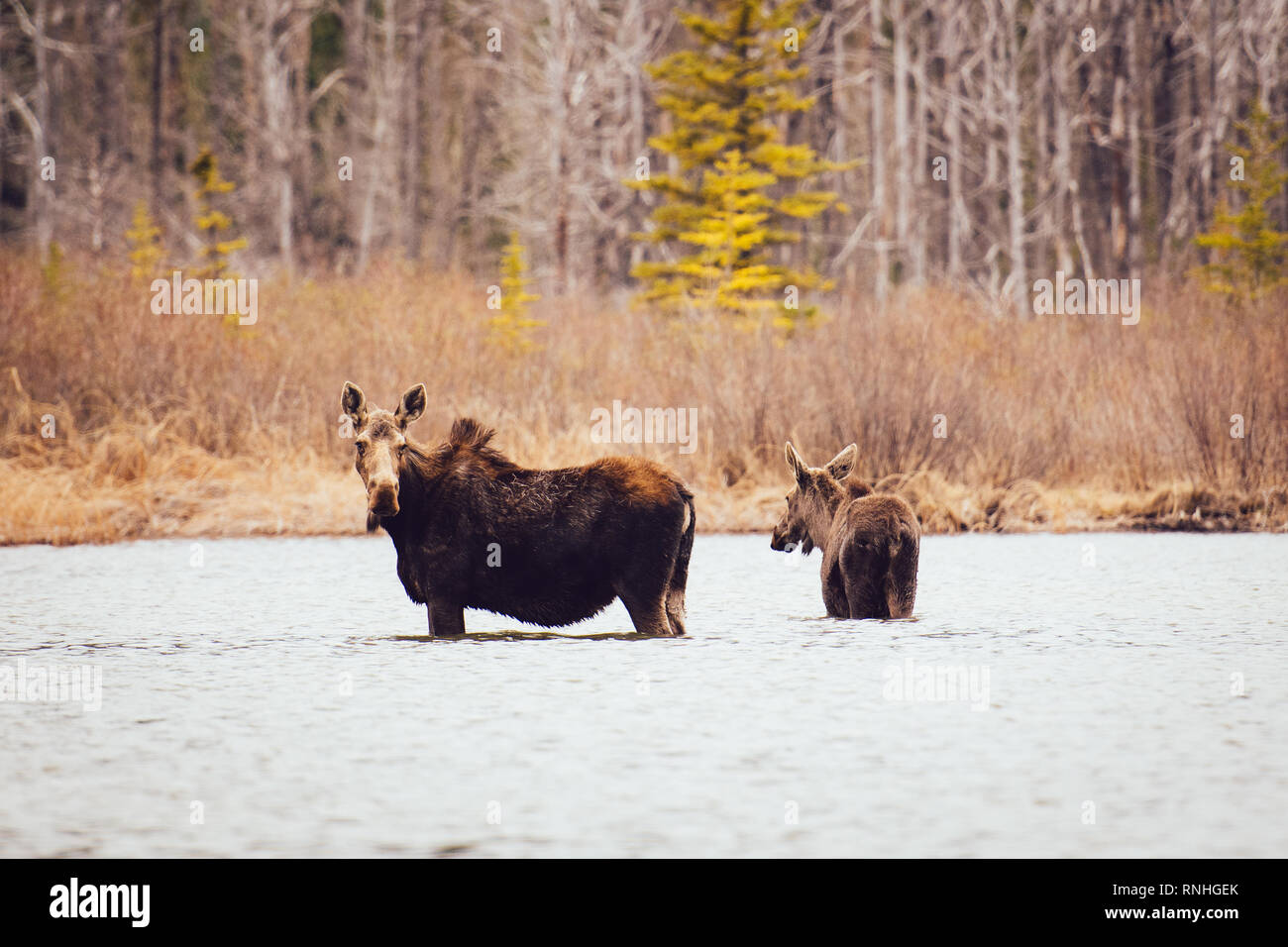 Moose camp hi-res stock photography and images - Alamy