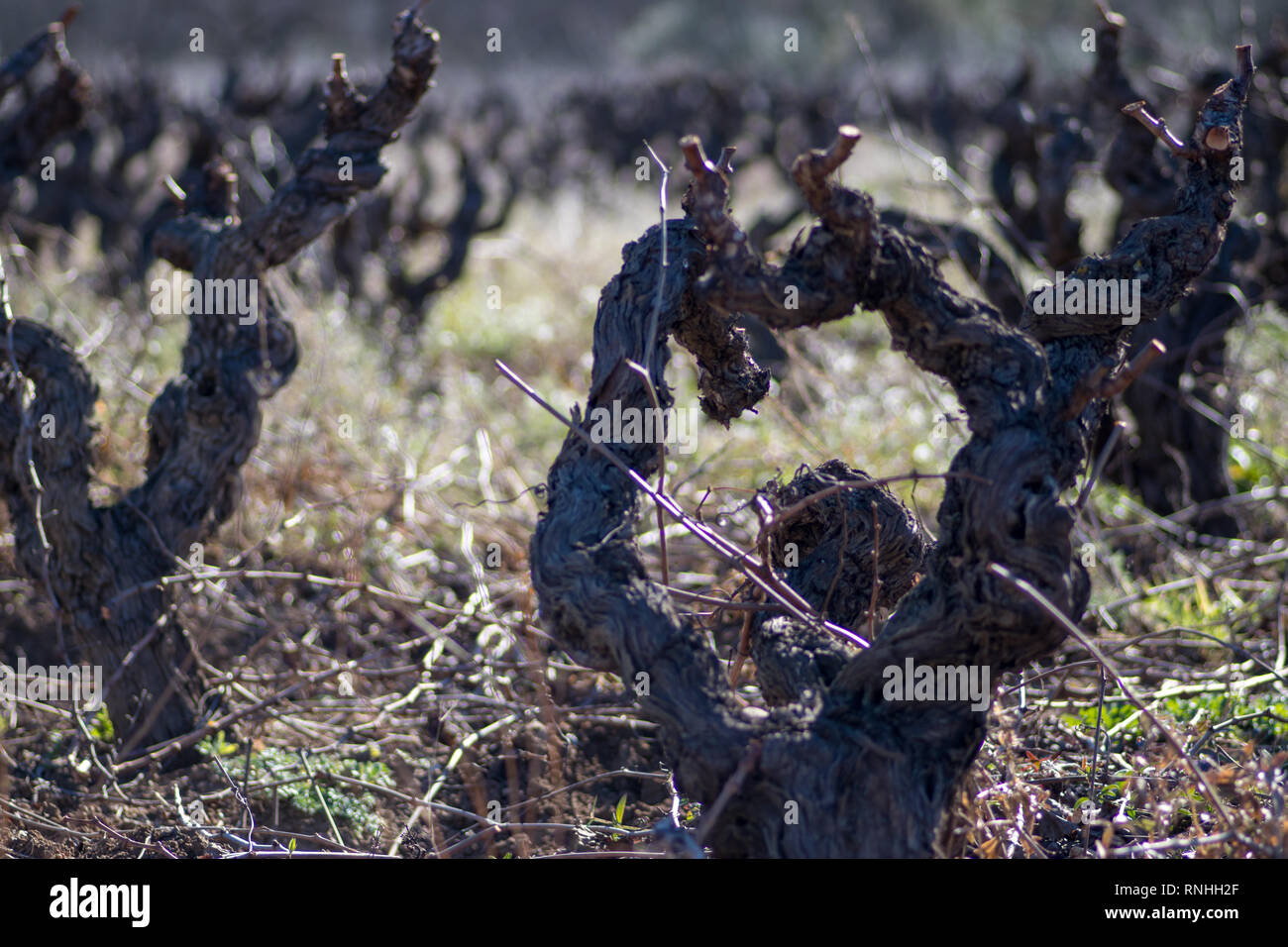 grape vids without the fruit Stock Photo - Alamy