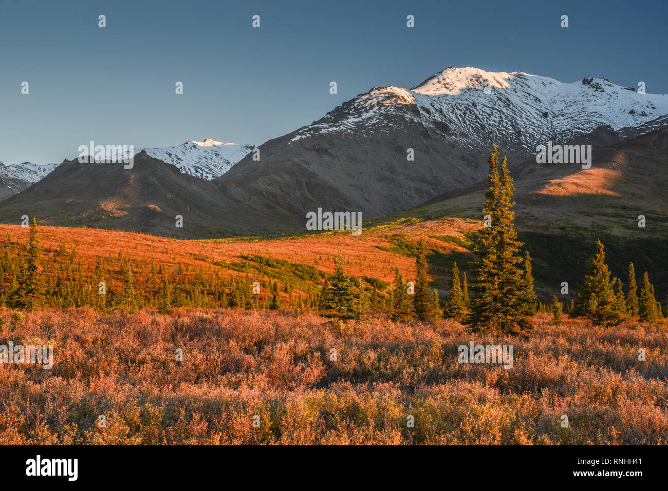 Early morning light on forest at Denali National Park, Alaska, USA ...
