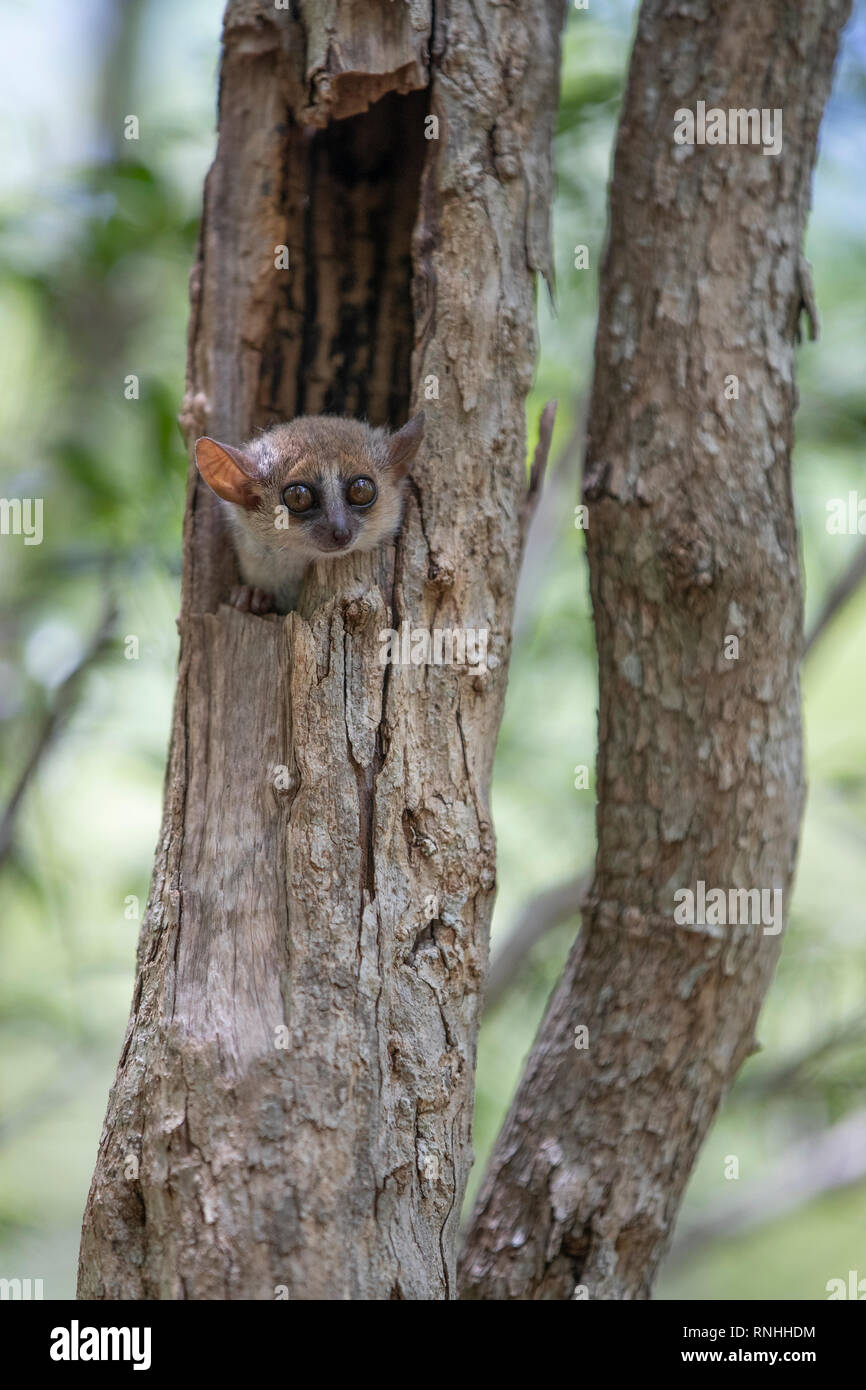 Grey Mouse Lemur (Microcebus murinus Stock Photo - Alamy