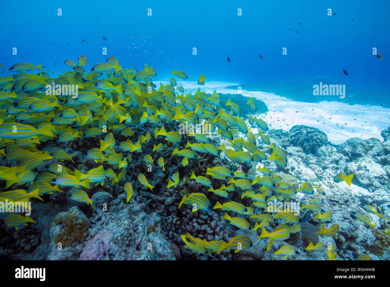 Snapper fish swimming hi-res stock photography and images - Alamy