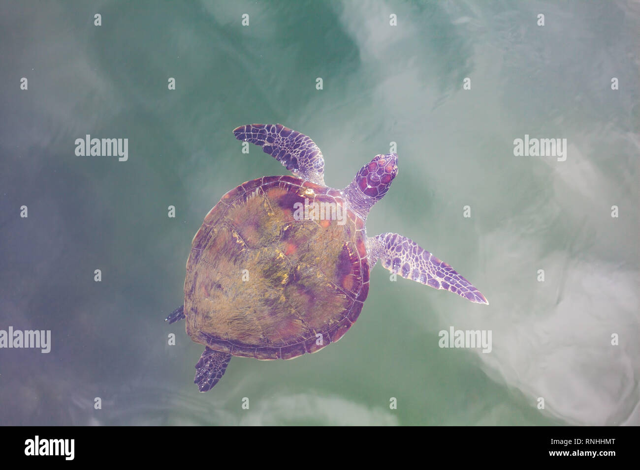 Sea turtle swimming in the ocean - top view Stock Photo - Alamy