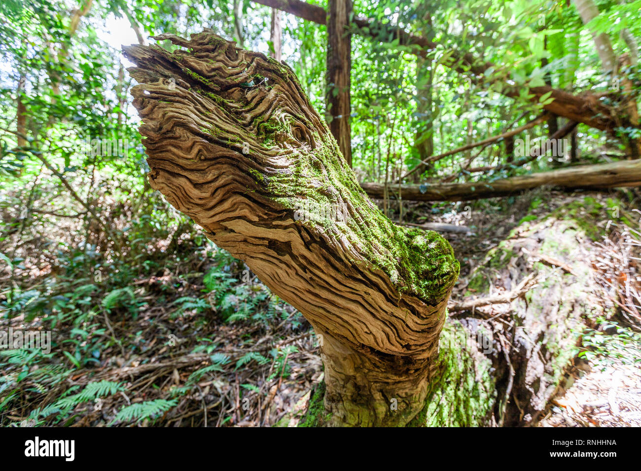 Beautiful texture of fallen decaying tree in Springbrook National Park ...