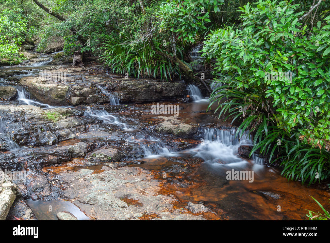 Small cascade waterfalls in a cool eucalypt forest of Springbrook ...