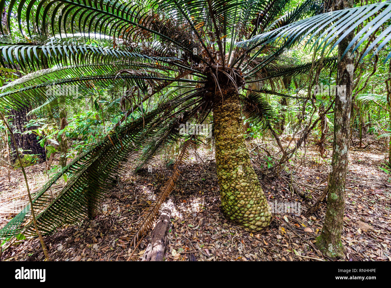 Ferntree hi-res stock photography and images - Alamy