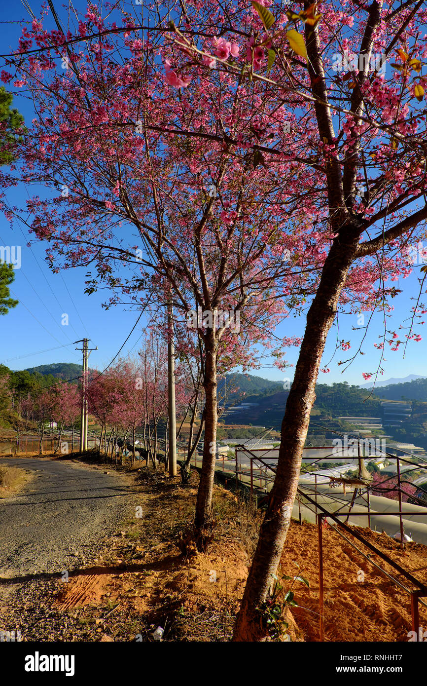 Beautiful scenery from travel destination at Da Lat, Viet Nam in spring ...