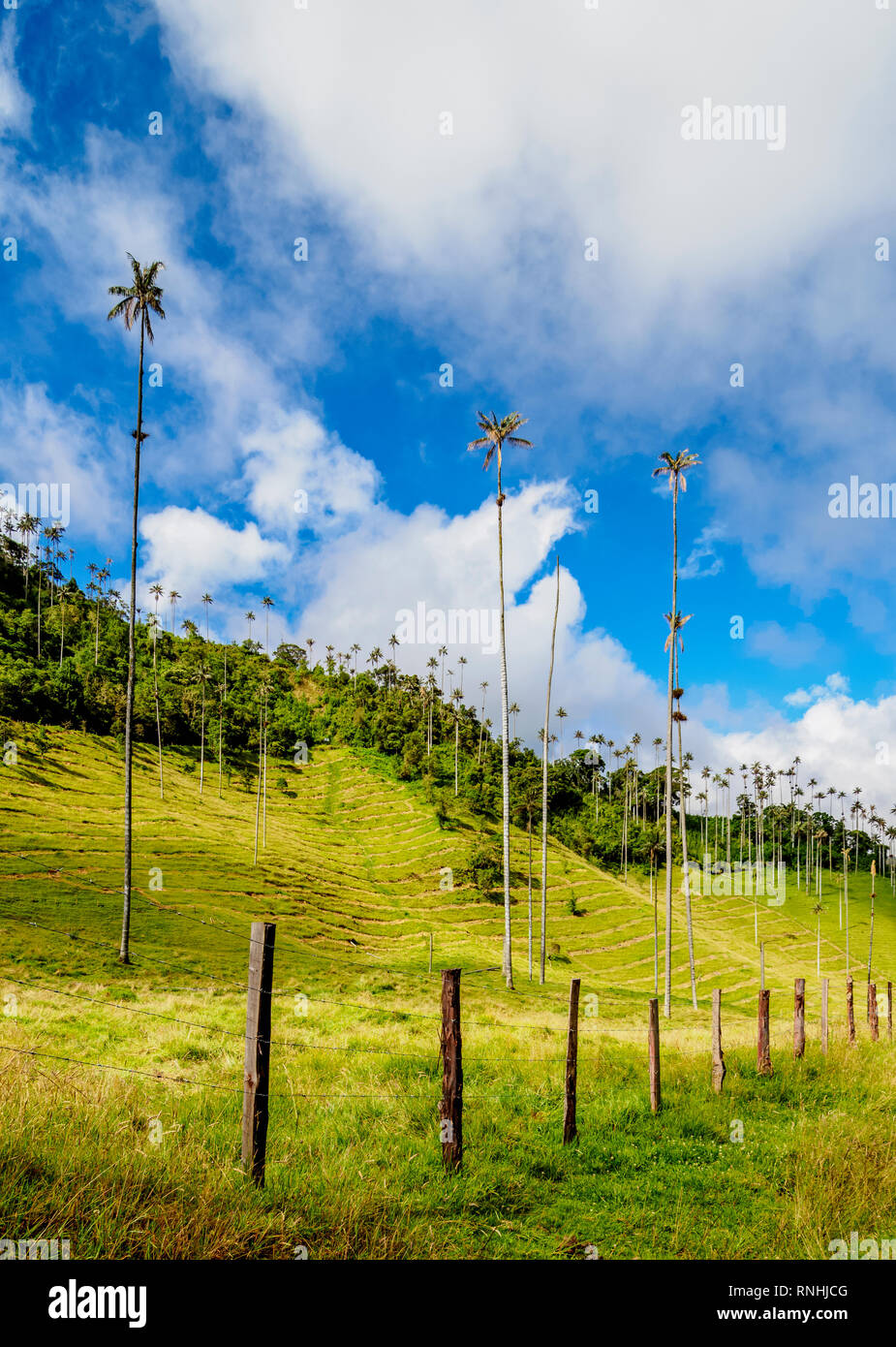 Wax Palms (Ceroxylon quindiuense), Cocora Valley, Salento, Quindio ...