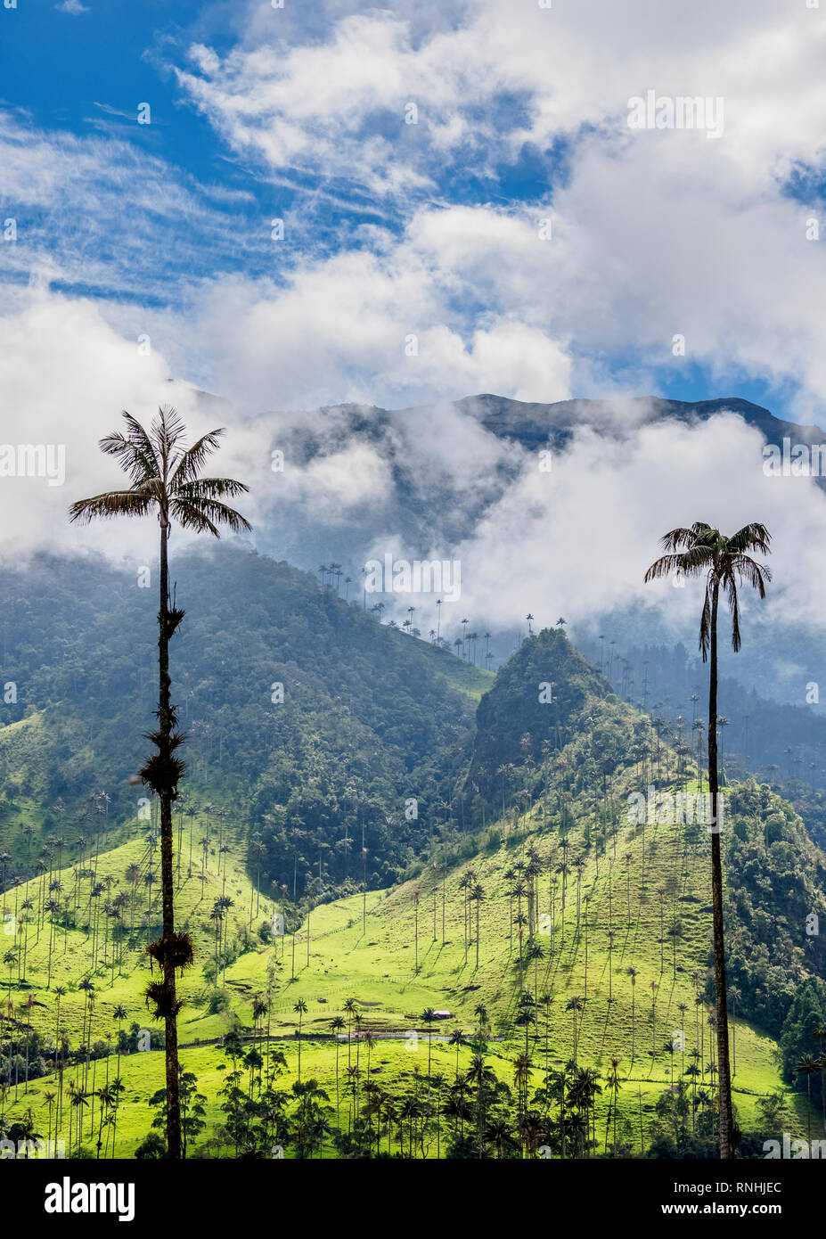 Wax Palms (Ceroxylon quindiuense), Cocora Valley, Salento, Quindio ...
