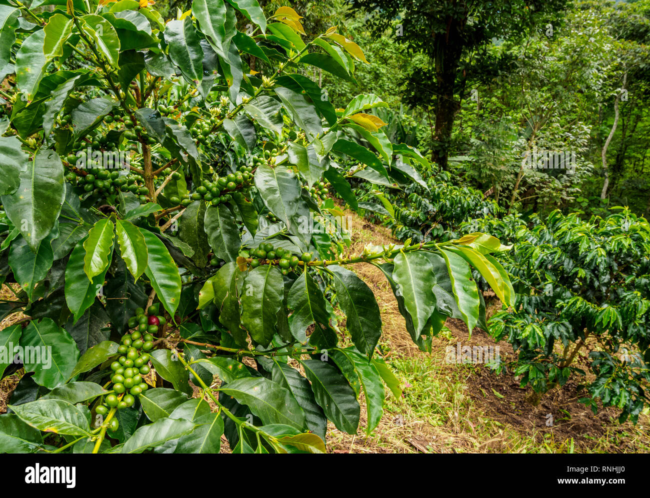 Coffee fruit salento colombia hi-res stock photography and images - Alamy