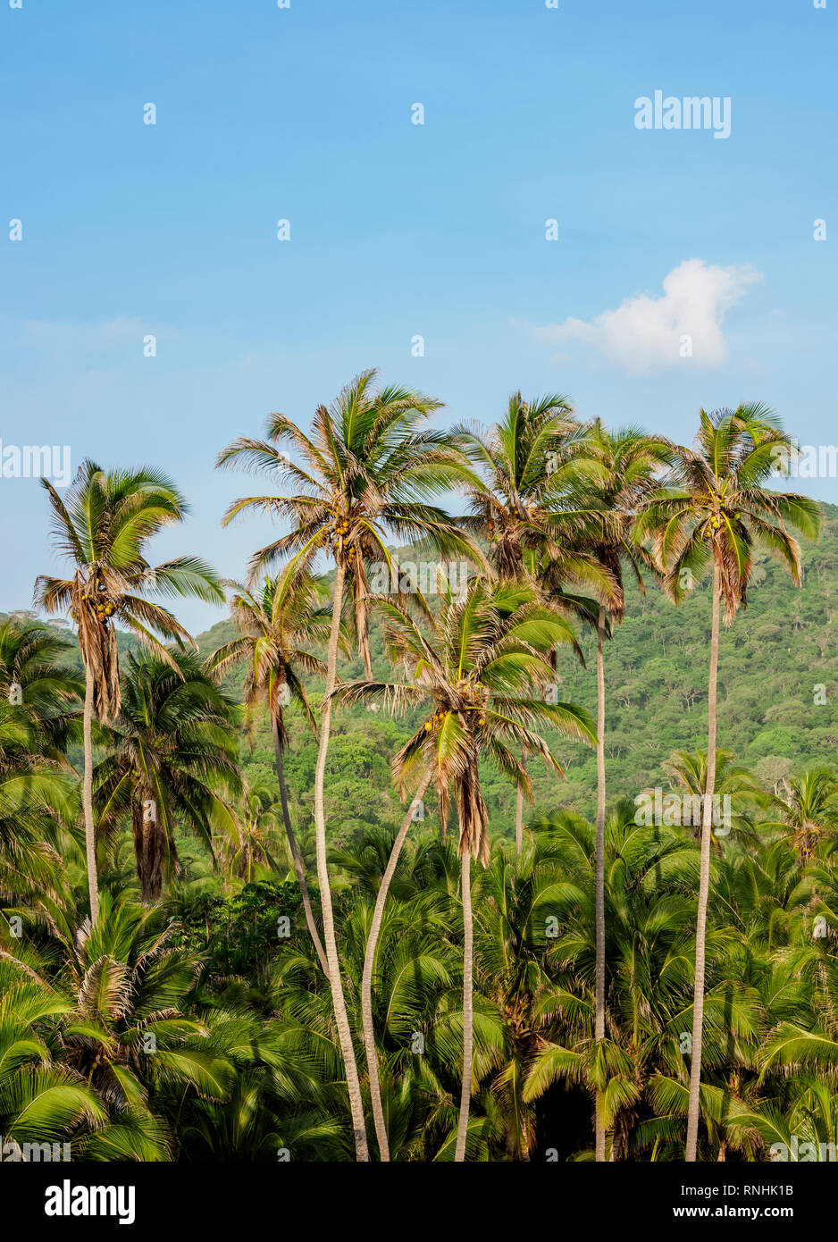 Palm Trees at El Cabo San Juan del Guia, Tayrona National Natural Park ...