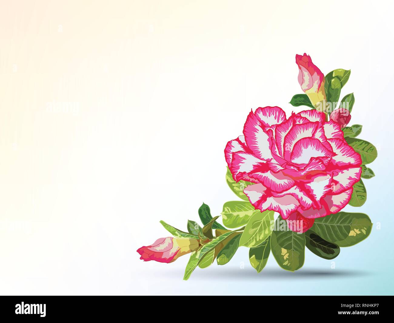 Beautiful desert rose Stock Vector Images - Alamy